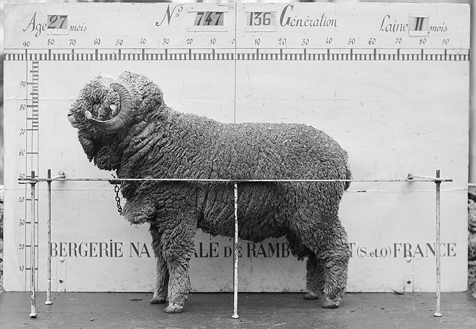 Les mérinos de Rambouillet - le Pays d'Yveline